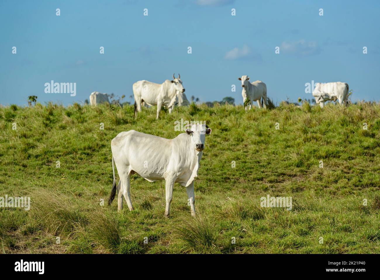 Cattle. Herd of Nelore cattle in the Northeast Region of Brazil ...