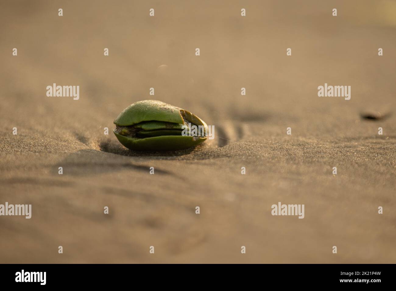 Seed pod washed up on shore of the Gulf Coast Sea Rim State Park in ...