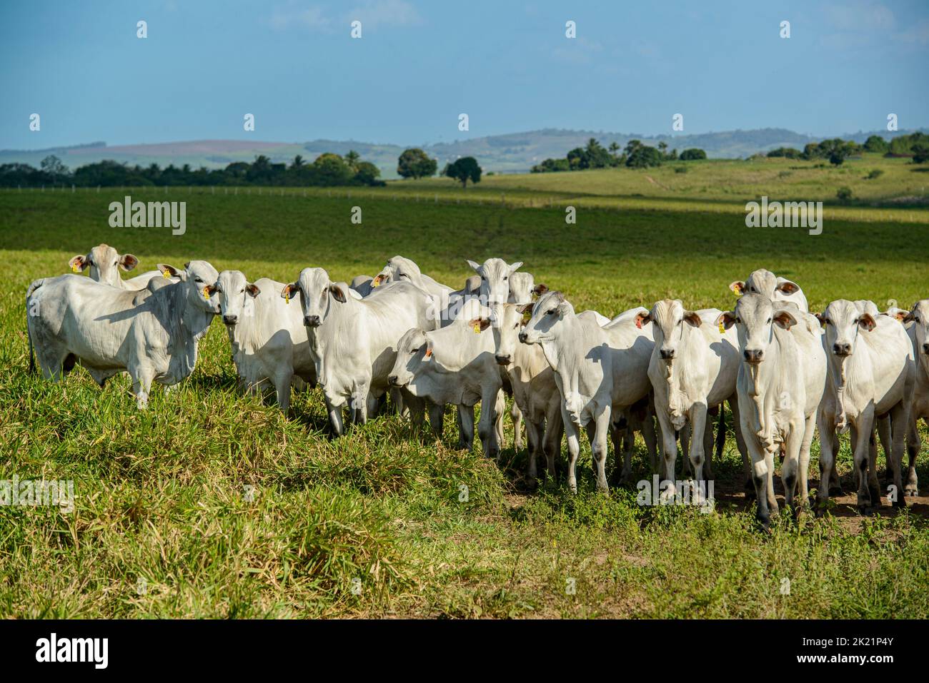 Cattle. Herd of Nelore cattle in the Northeast Region of Brazil ...