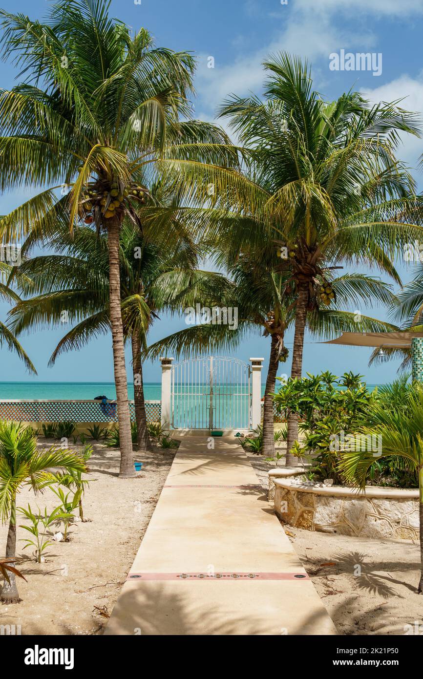 A walkway leads to palm trees and a gate by the edge of the ocean in ...