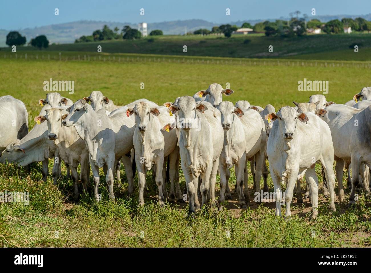 Cattle. Herd of Nelore cattle in the Northeast Region of Brazil ...