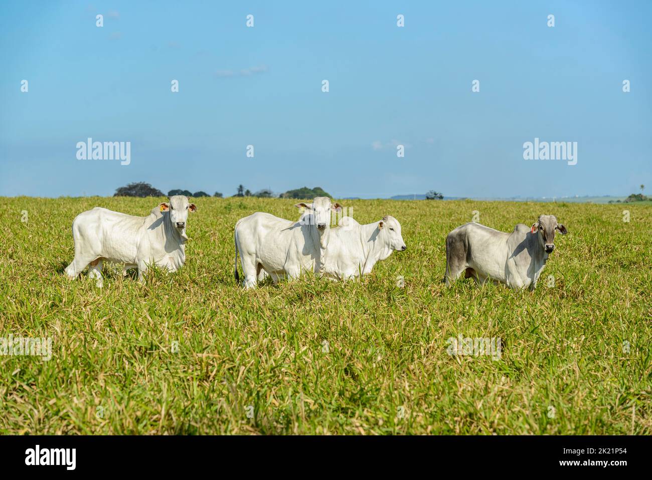 Cattle. Herd of Nelore cattle in the Northeast Region of Brazil ...
