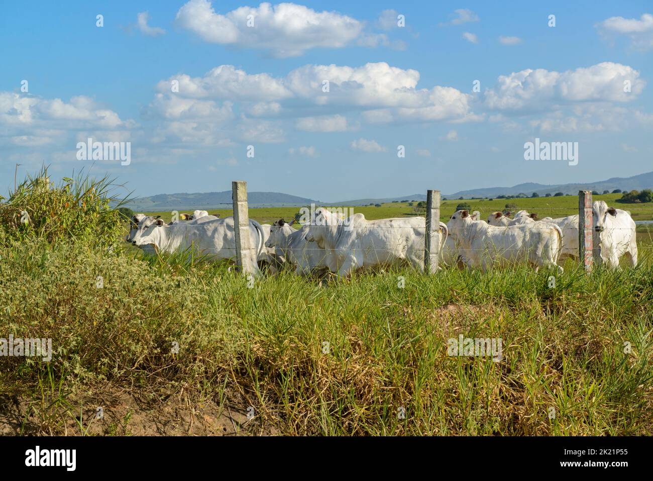 Cattle. Herd of Nelore cattle in the Northeast Region of Brazil ...