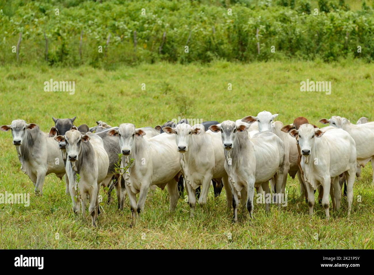 Cattle. Herd of Nelore cattle in the Northeast Region of Brazil ...