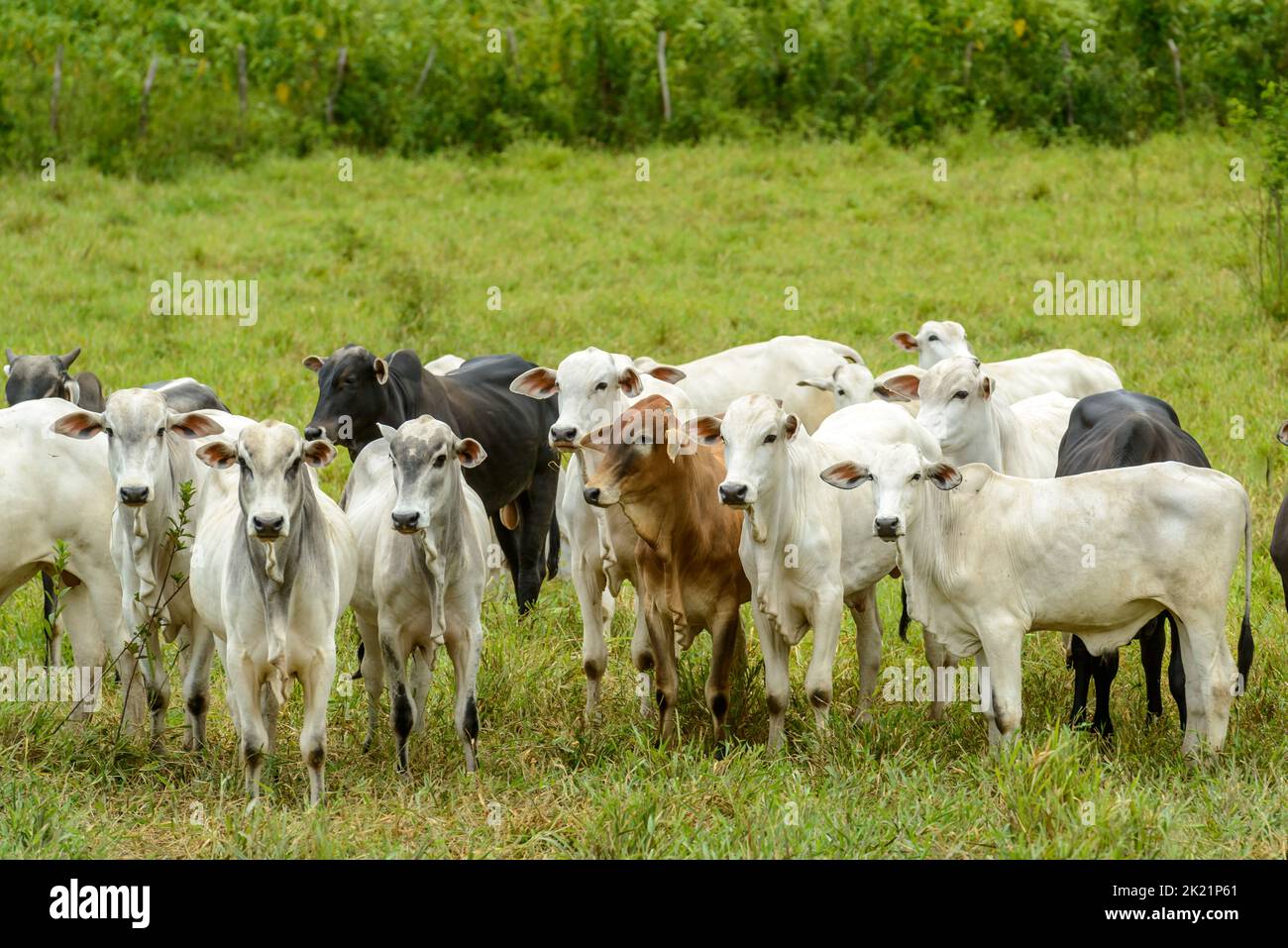 Cattle. Herd of Nelore cattle in the Northeast Region of Brazil ...