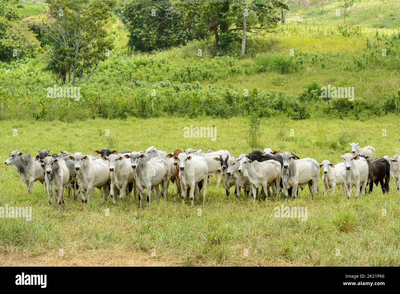 Cattle. Herd of Nelore cattle in the Northeast Region of Brazil ...