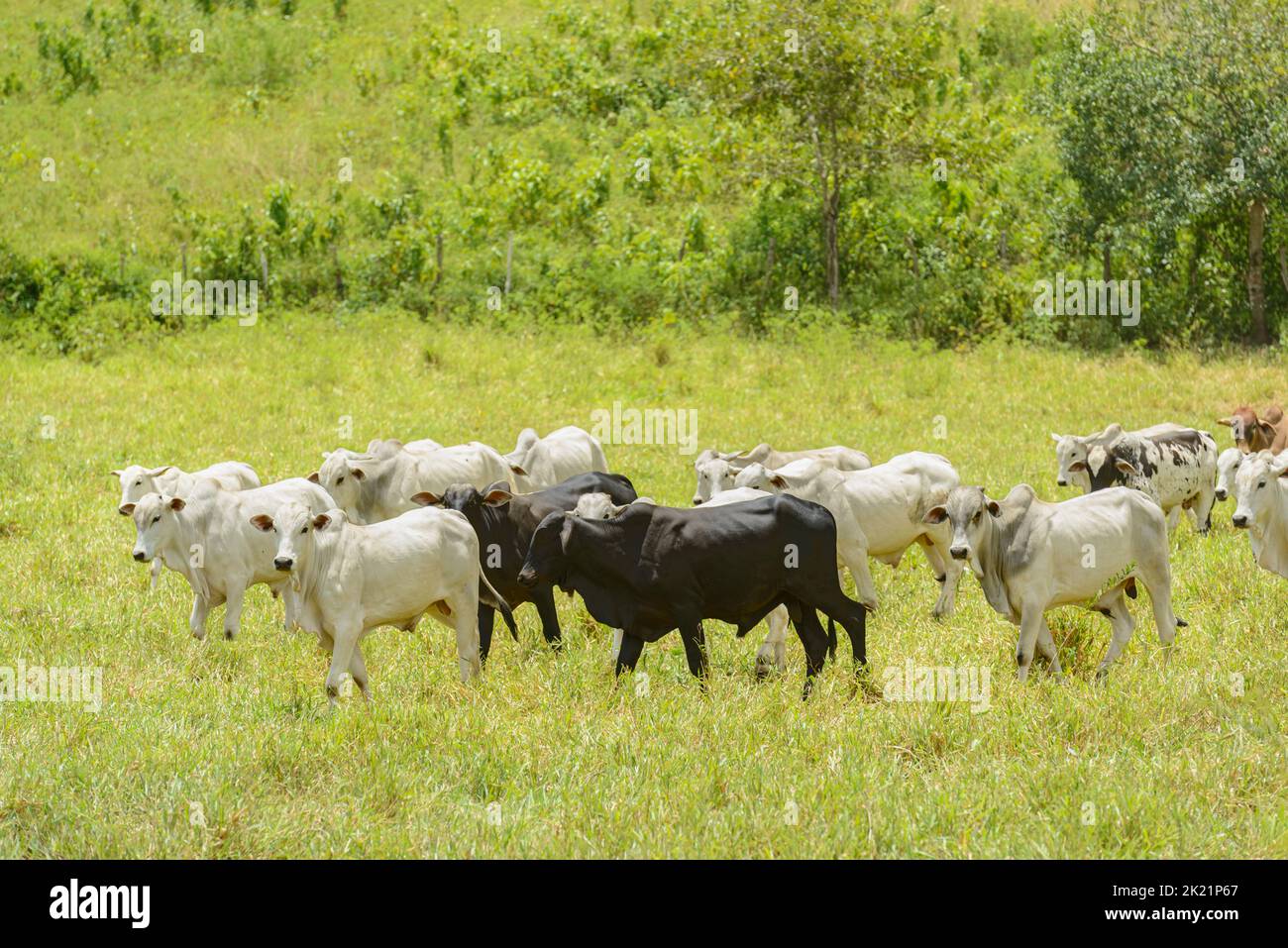 Cattle. Herd of Nelore cattle in the Northeast Region of Brazil ...