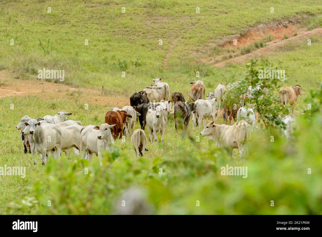 Cattle. Herd of Nelore cattle in the Northeast Region of Brazil ...