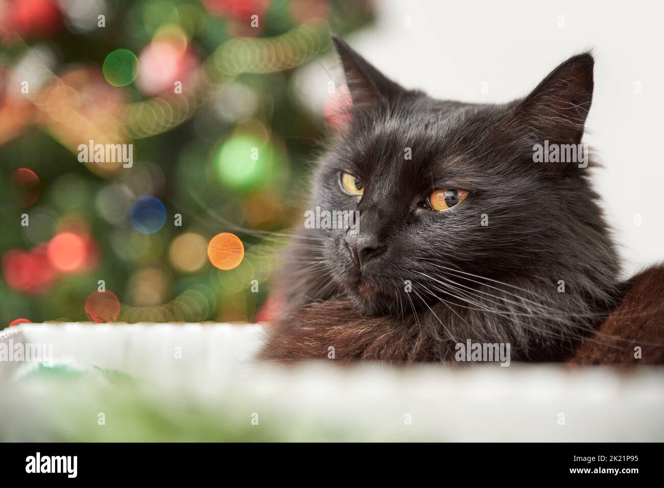 Portrait of a serious grumpy black cat lying in a box with a Christmas ...