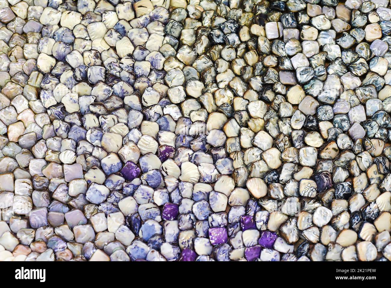 Many colorful seashells with natural real color for background with ...