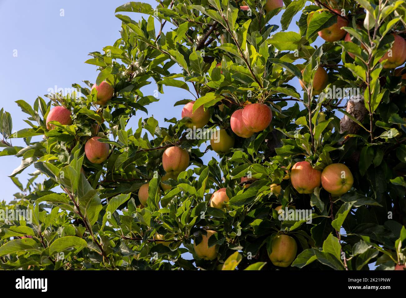 Apples on a tree in an orchard Stock Photo - Alamy