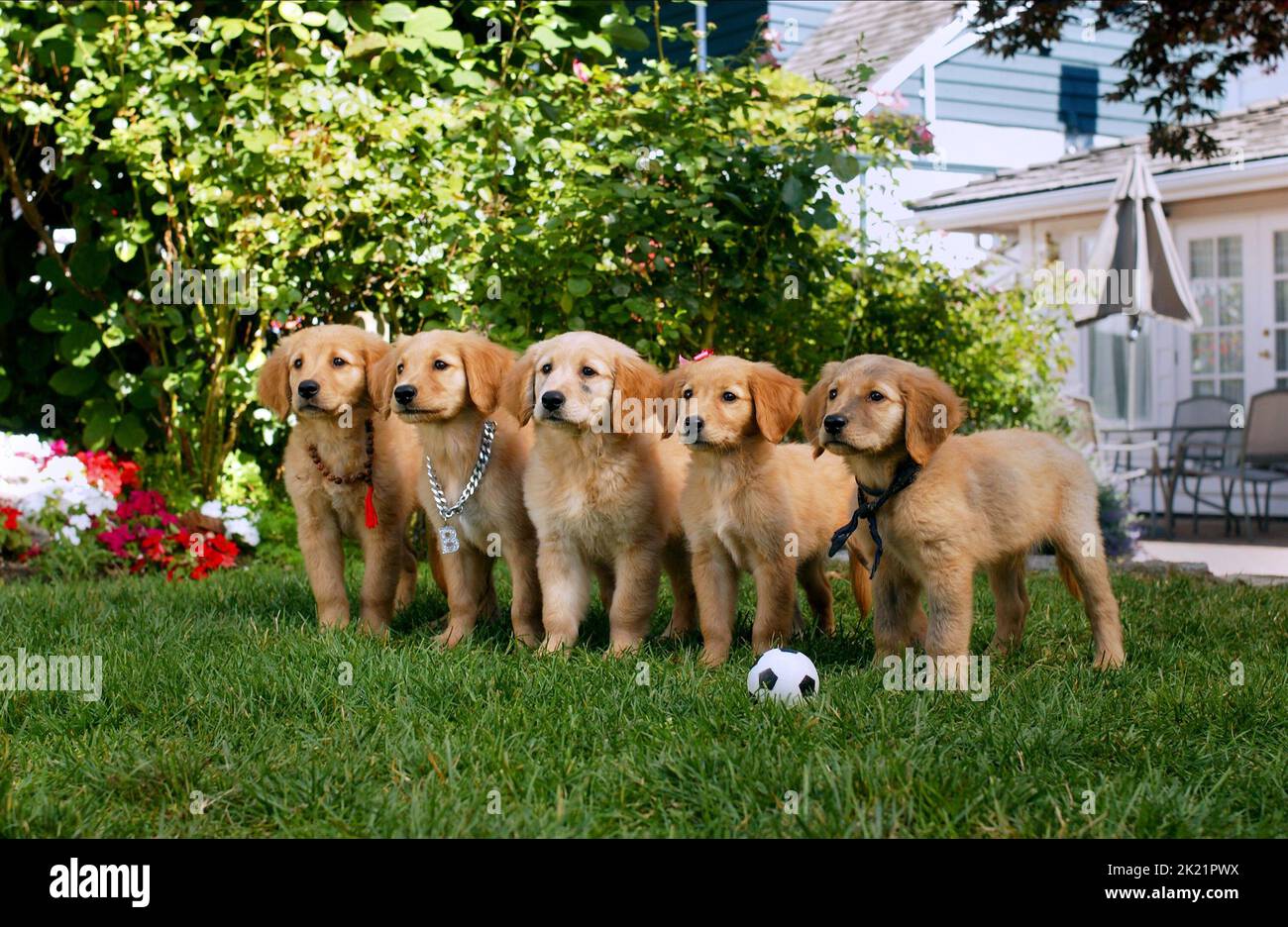 THE AIR BUDDIES, AIR BUDDIES, 2006 Stock Photo - Alamy