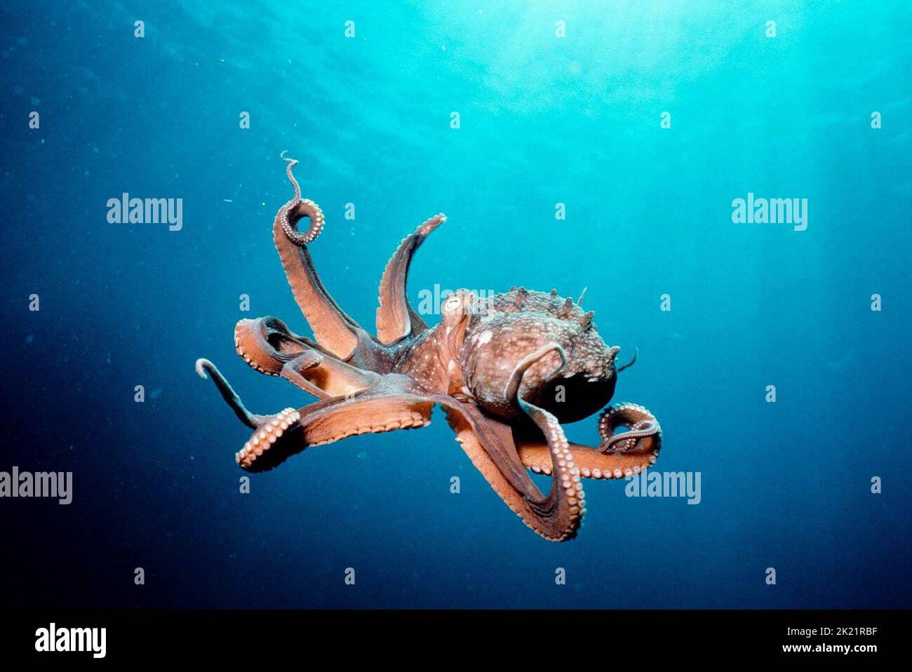 GIANT PACIFIC OCTOPUS, DEEP SEA, 2006 Stock Photo - Alamy