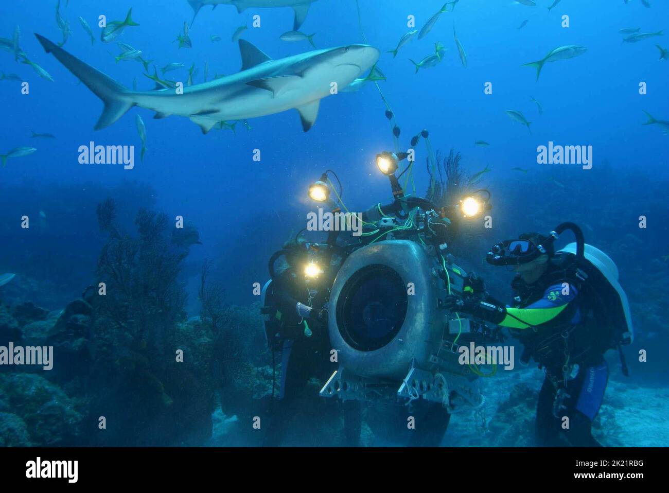 HOWARD HALL, BOB CRANSTON, CARIBBEAN REEF SHARK, DEEP SEA, 2006 Stock ...