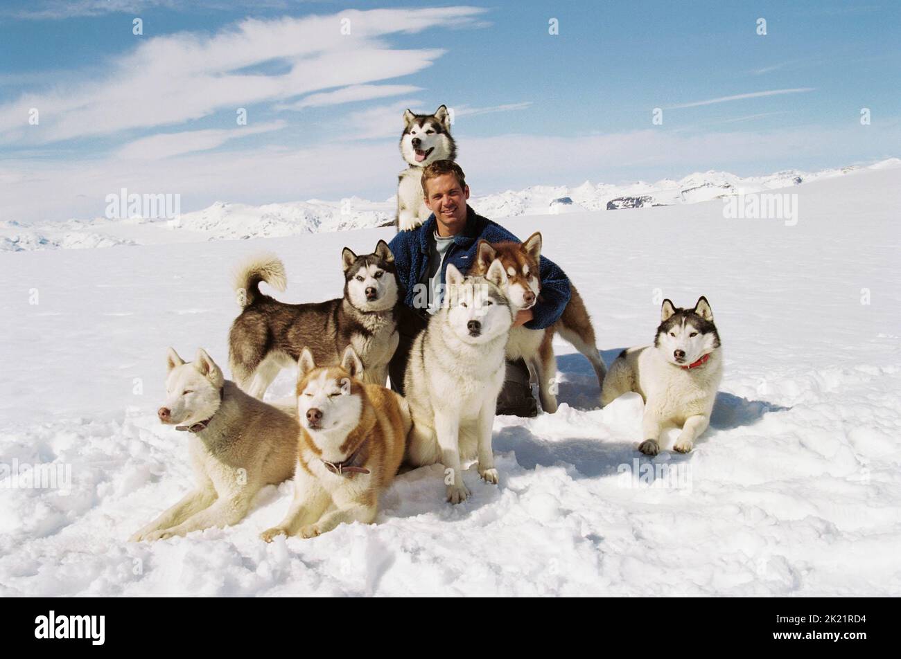 PAUL WALKER, DOGS, EIGHT BELOW, 2006 Stock Photo - Alamy