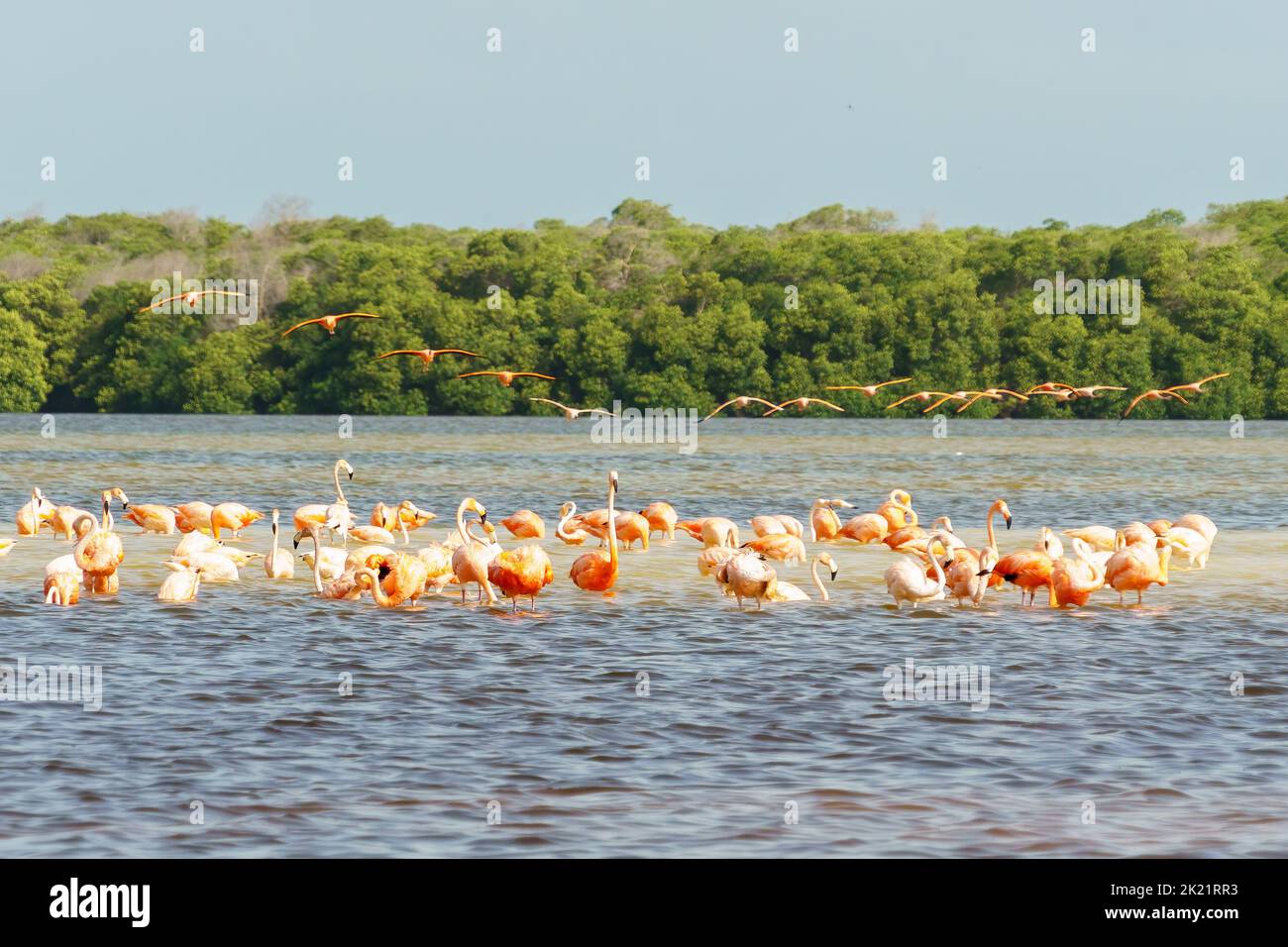 Cluster of pink flamingos in Rio Lagartos with more birds flying in ...