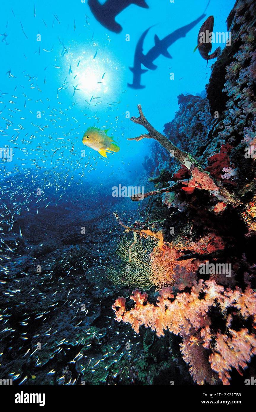 DAMSEL FISH, CORAL REEF, SHARKWATER, 2006 Stock Photo - Alamy
