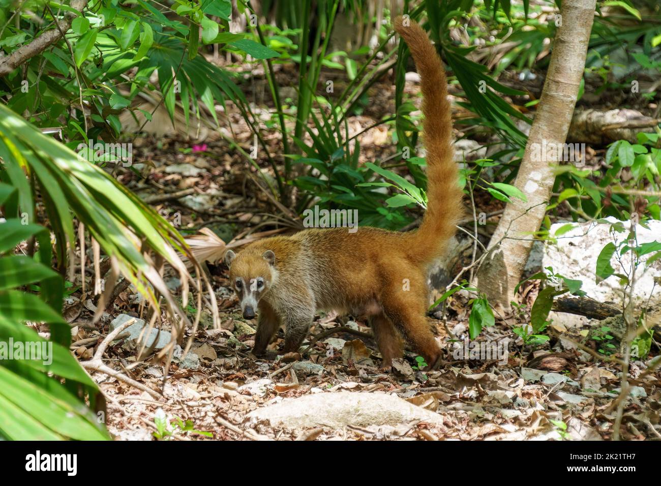 Coati posing with tail in the air, facing the camera. In Tulum, Mexico ...