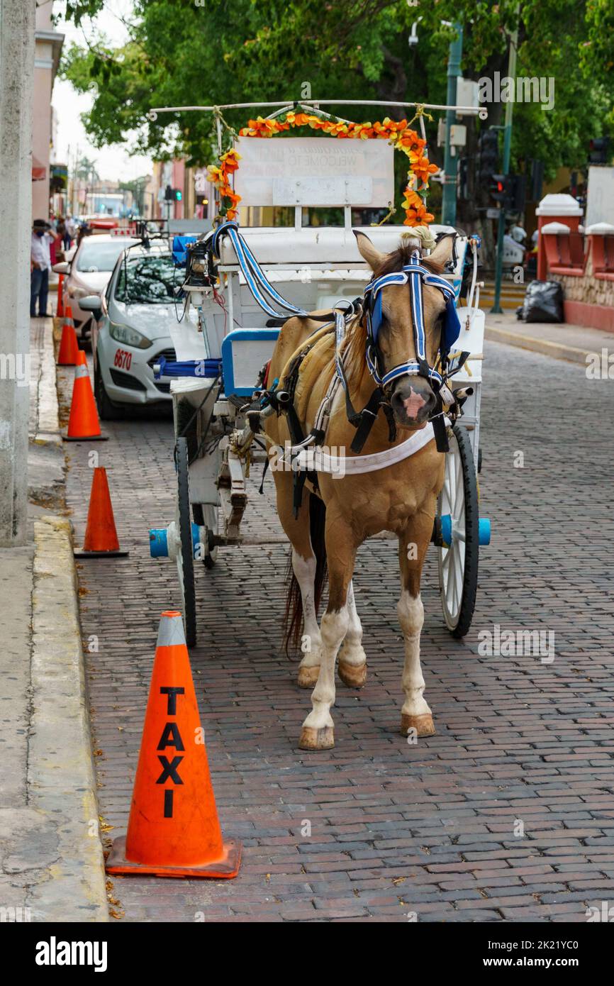 Horsedrawn carriage waiting for a rider at a taxi stand in Merida ...