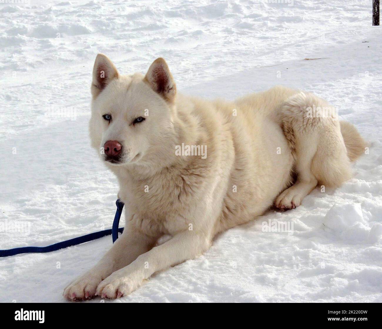 Eight Below Wallpaper