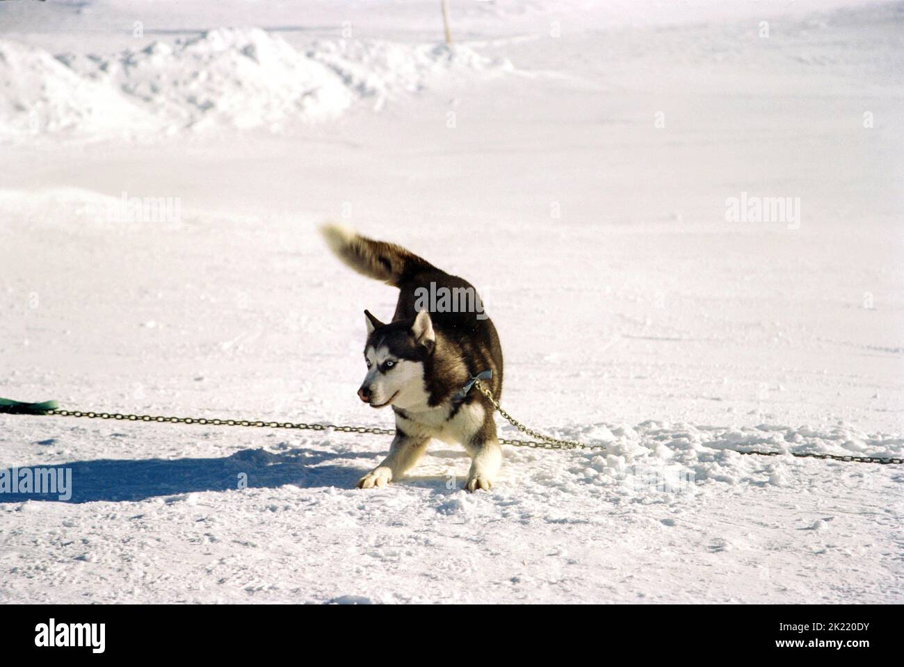 Frank marshall eight below antarctica hi-res stock photography and ...