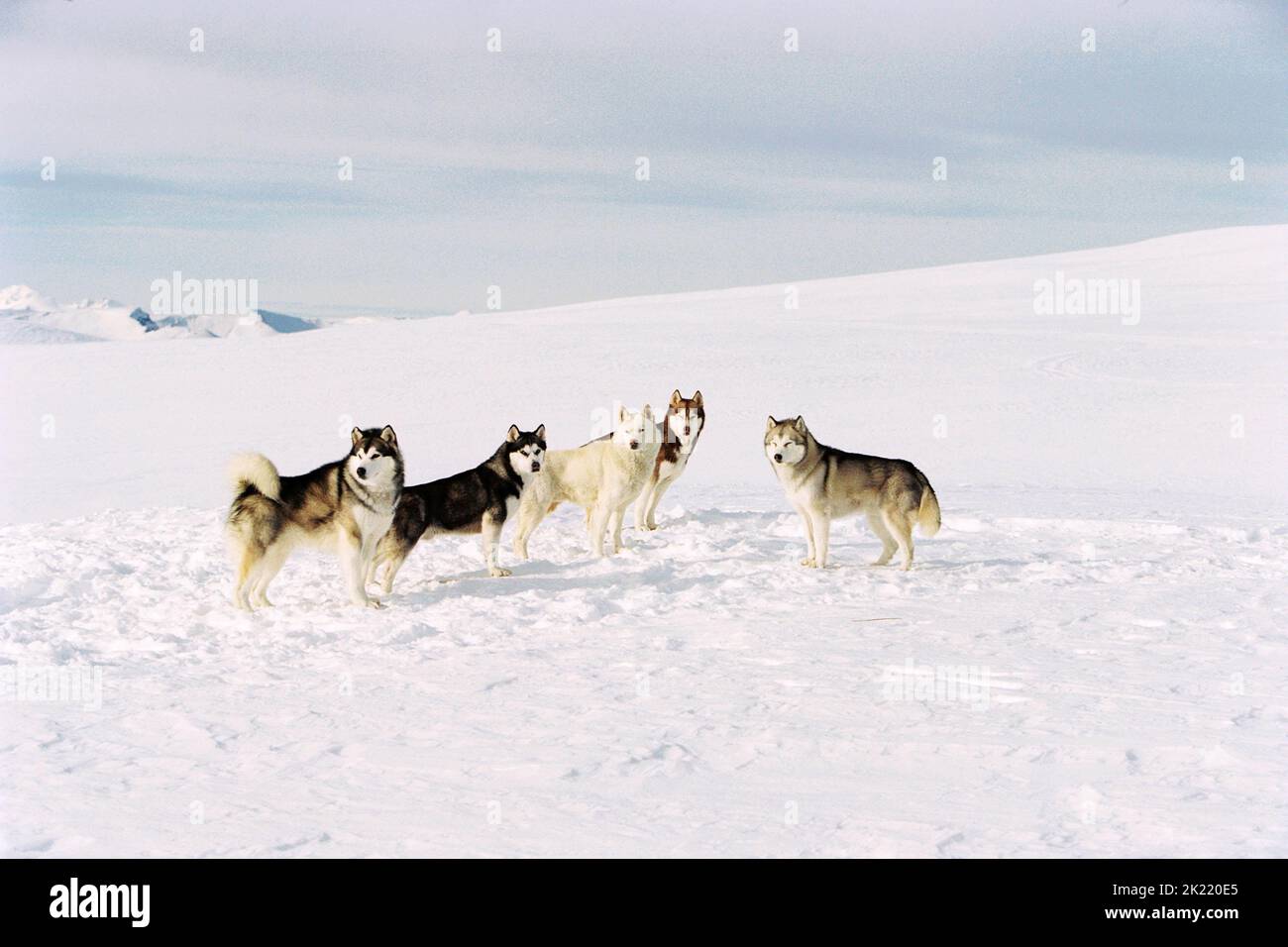 HUSKY DOGS, EIGHT BELOW, 2006 Stock Photo - Alamy