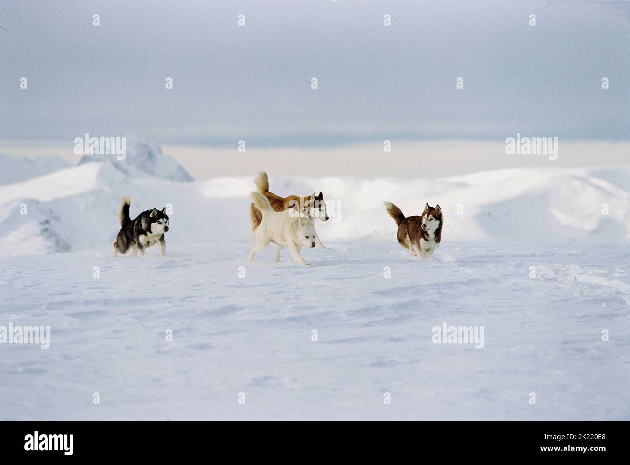 Eight below movie hi-res stock photography and images - Alamy