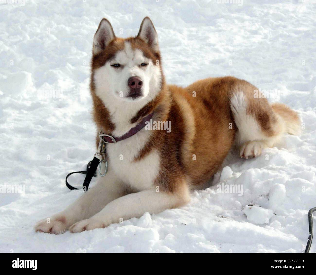 TRUMAN, EIGHT BELOW, 2006 Stock Photo - Alamy