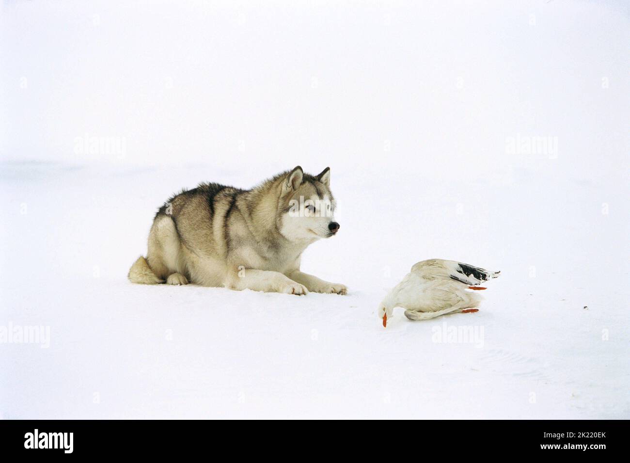 MAYA, EIGHT BELOW, 2006 Stock Photo - Alamy