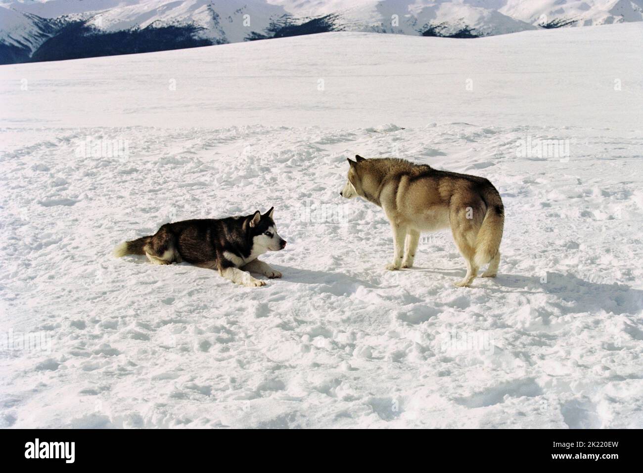 MAX, MAYA, EIGHT BELOW, 2006 Stock Photo - Alamy