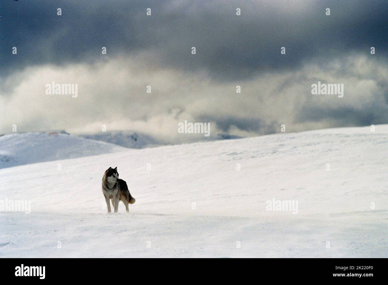 Eight Below Dog Maya
