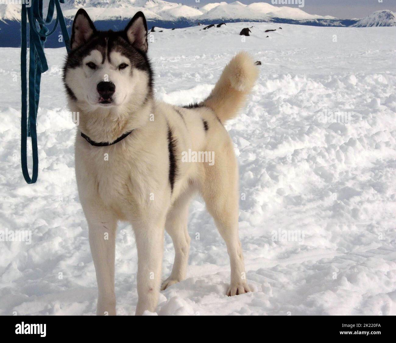 Eight Below Dogs Shadow