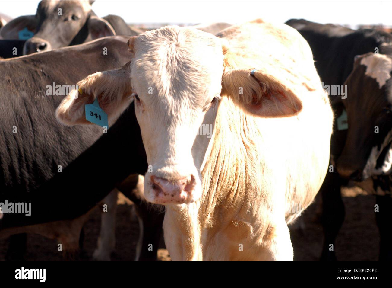 COW, FAST FOOD NATION, 2006 Stock Photo - Alamy