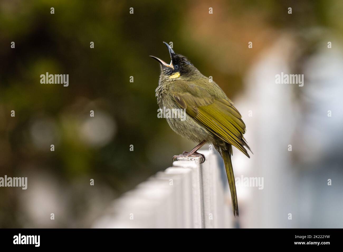 Lewin's Honeyeater sitting on a white picket fence singing (Meliphaga ...
