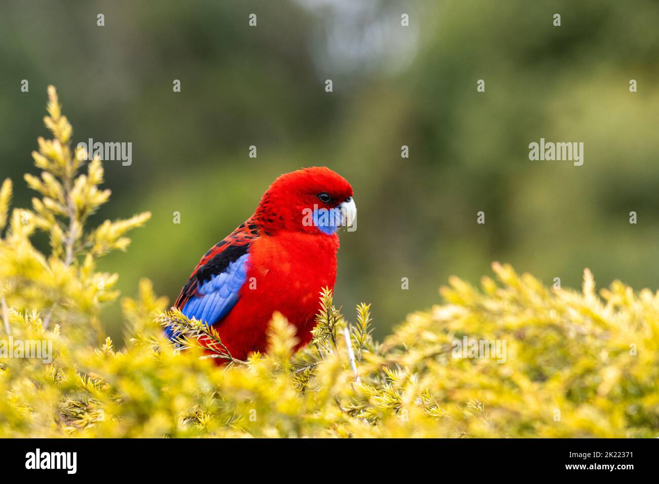Crimson Rosella Parrot - The crimson rosella is a parrot native to ...