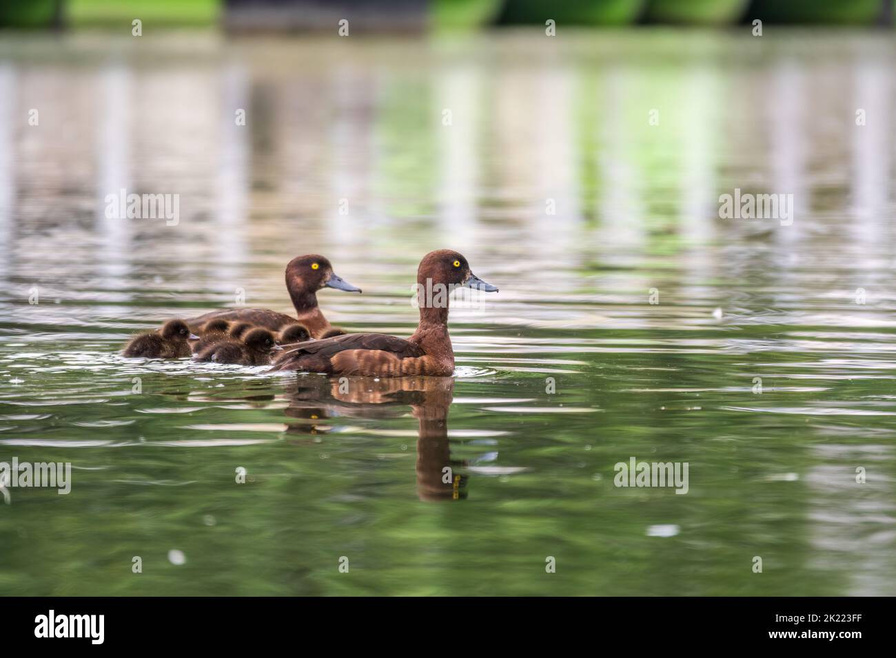 Tufted duck Family swims with their ducklings in green lake water. A ...