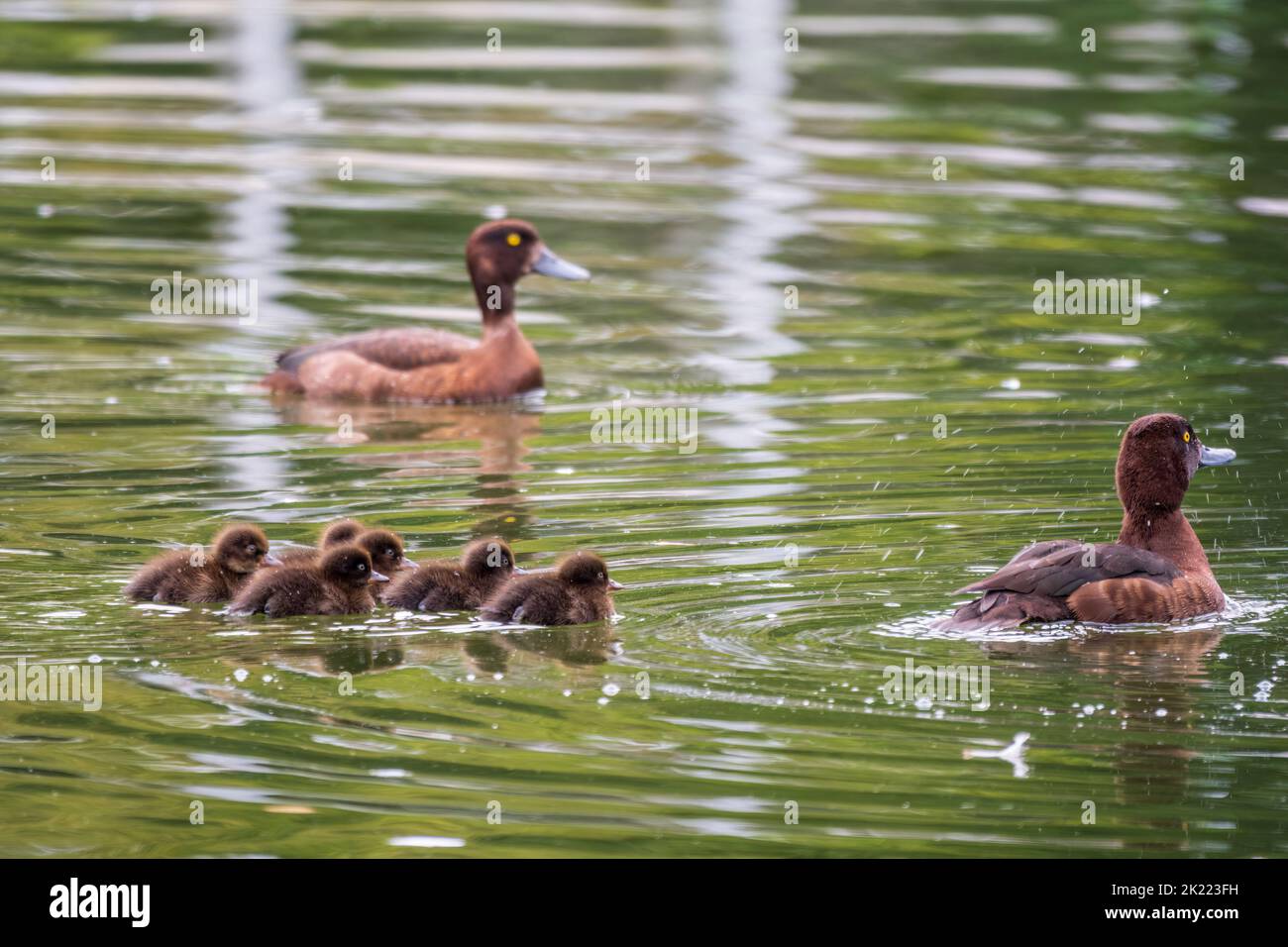Tufted duck Family swims with their ducklings in green lake water. A ...