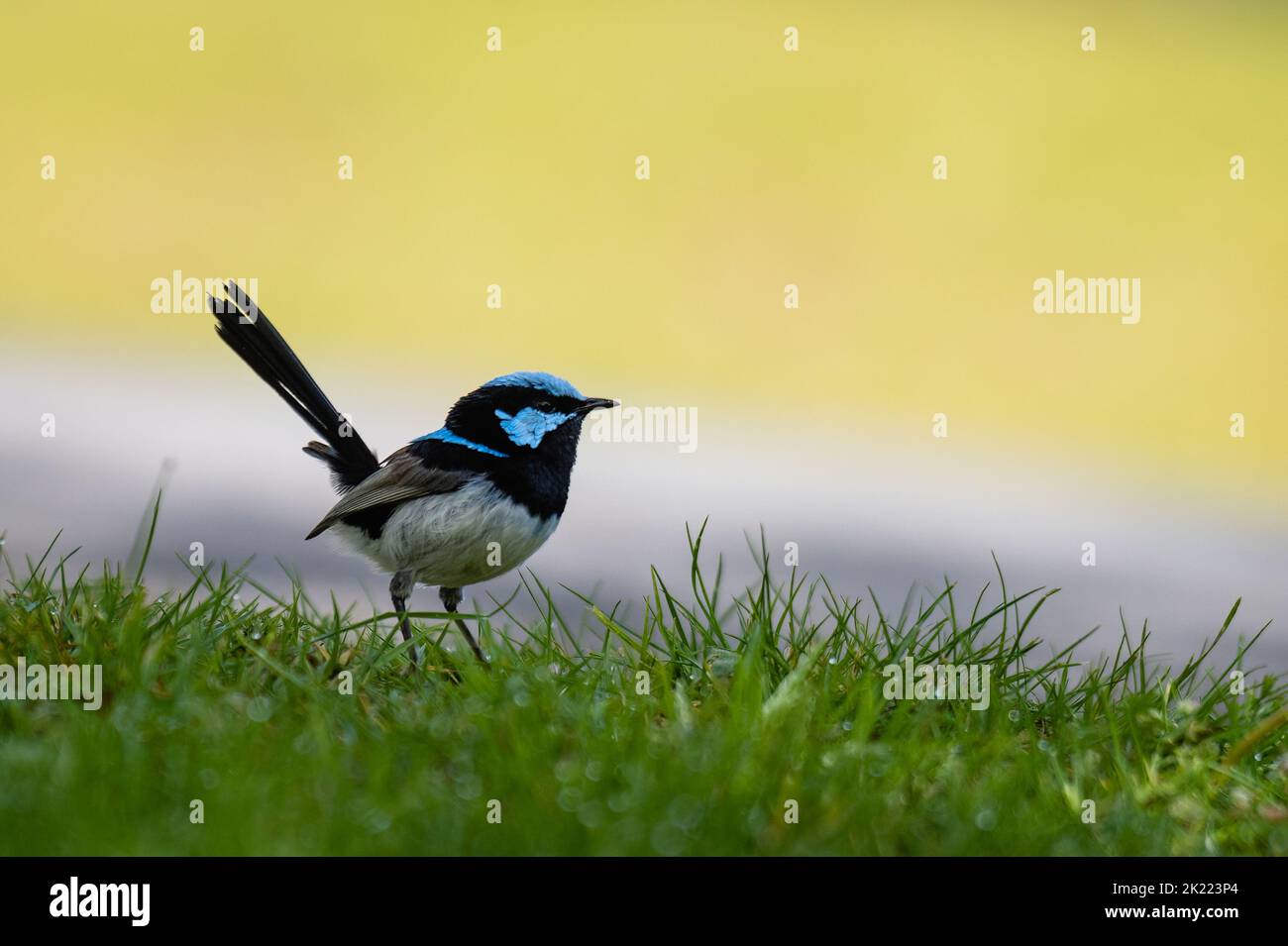 Close up of a Superb Fairy-wren standing on grass against a clean ...