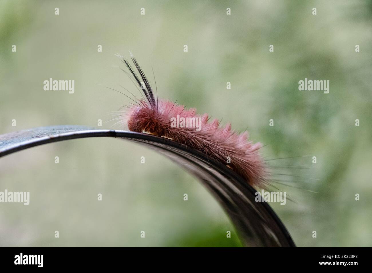 Pink Hairy Caterpillar on a Water Can - Australian Lepidoptera Stock ...