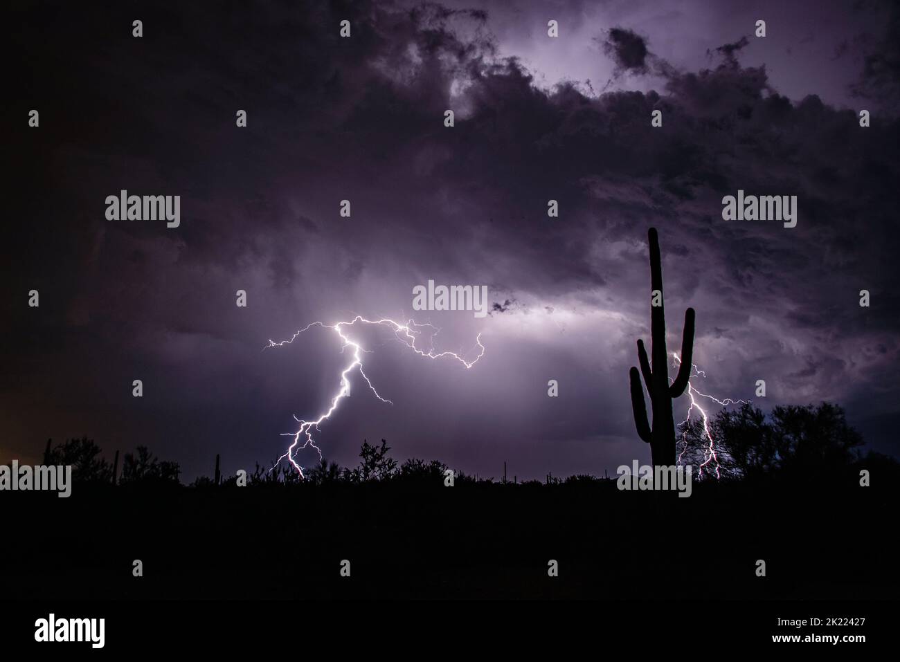 Lightning at night amonge the saguaro cacti Stock Photo - Alamy