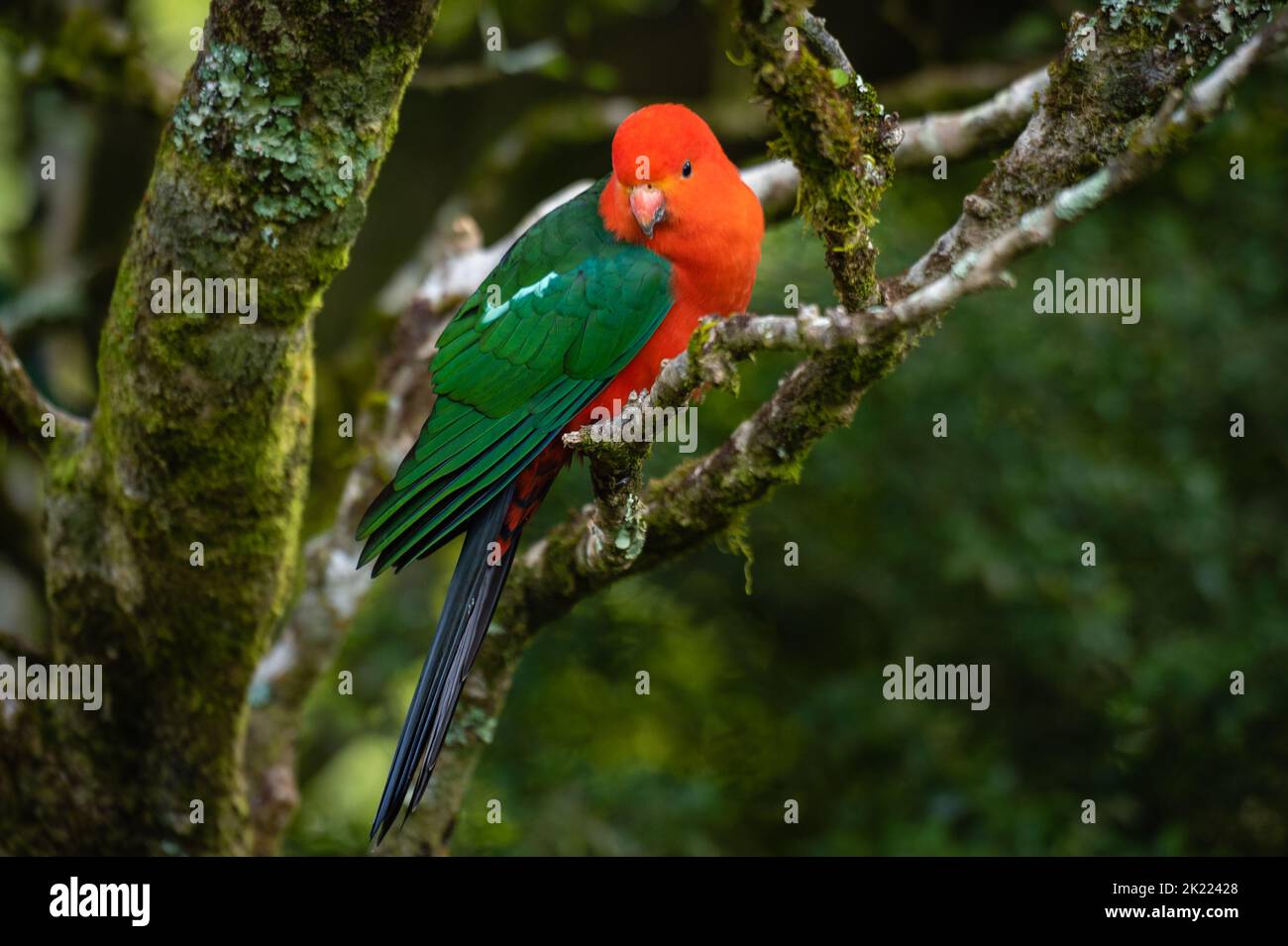 Australian King Parrot perched on a stump with a clean green background ...