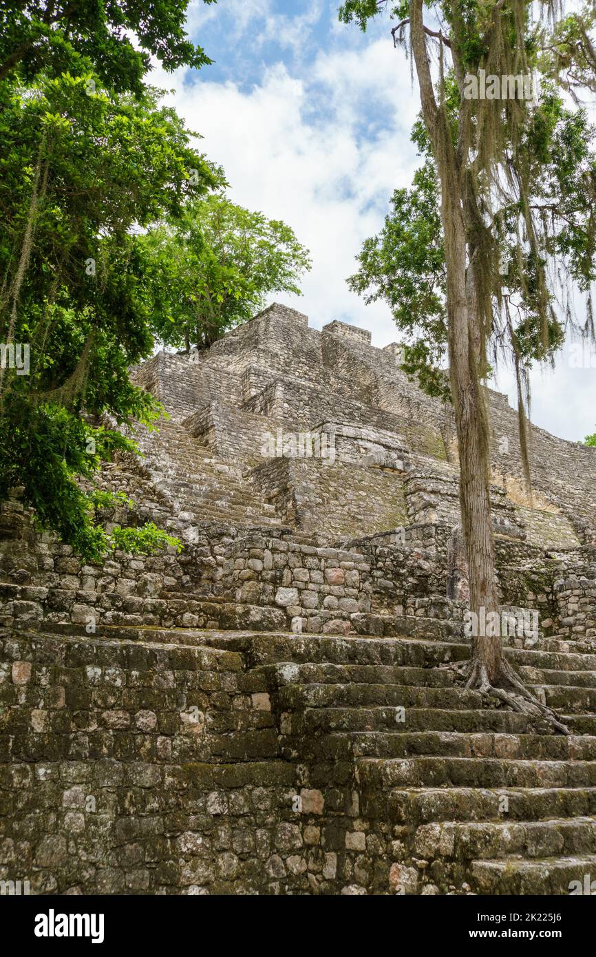Ancient Mayan stone pyramid with a large tree growing from the steps in ...