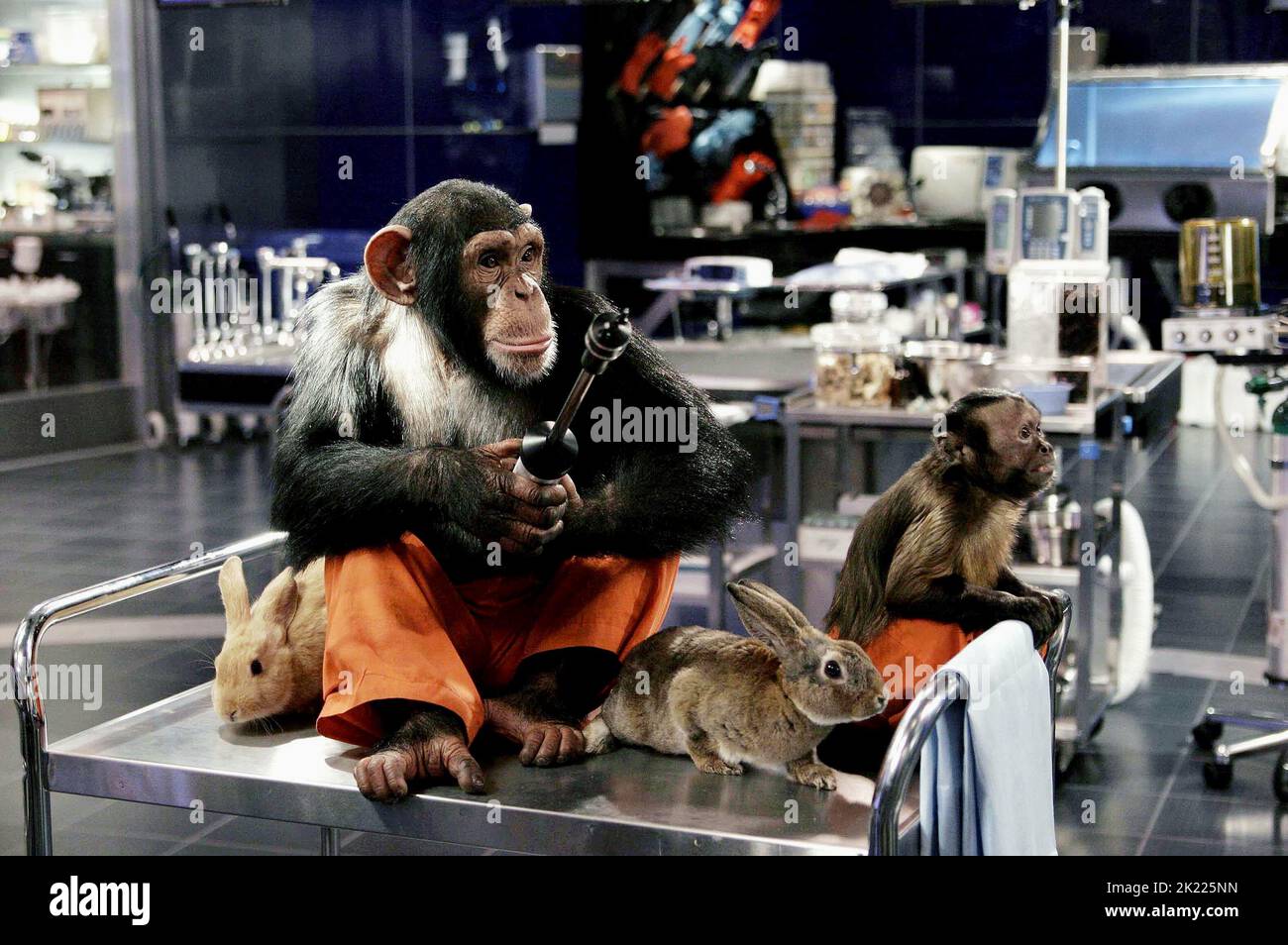 CHIMP, RABBIT, MONKEY, THE SHAGGY DOG, 2006 Stock Photo - Alamy