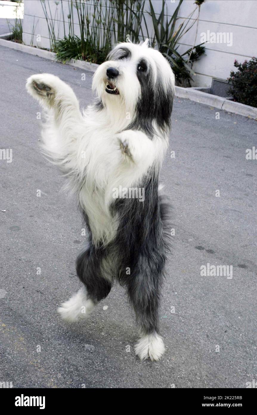 SHEEPDOG, THE SHAGGY DOG, 2006 Stock Photo - Alamy