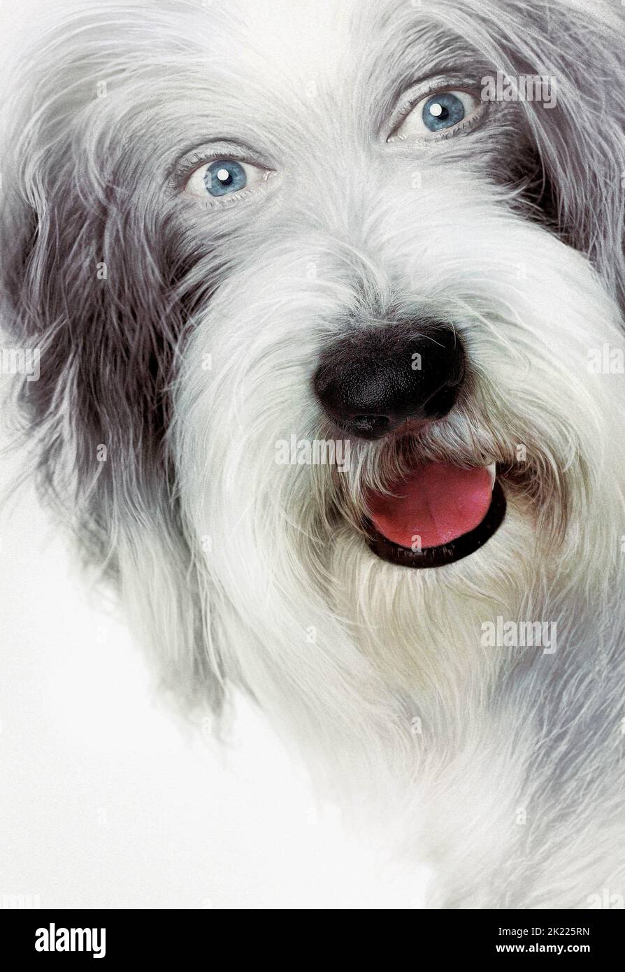 SHEEPDOG, THE SHAGGY DOG, 2006 Stock Photo - Alamy