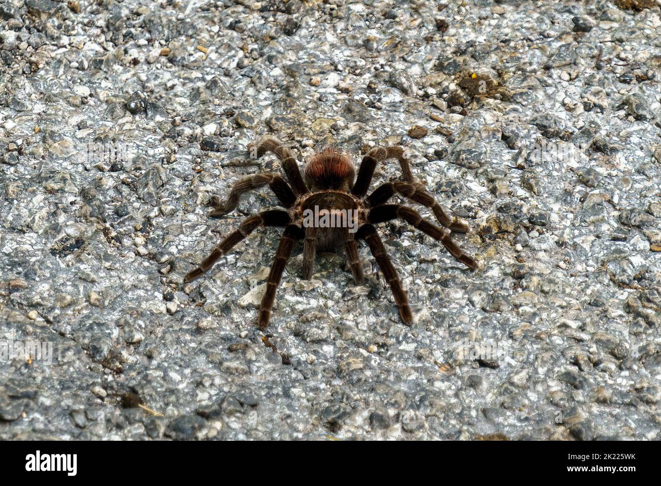 Mexican red rump tarantula (Tliltocatl vagans) on a road in Calakmul ...