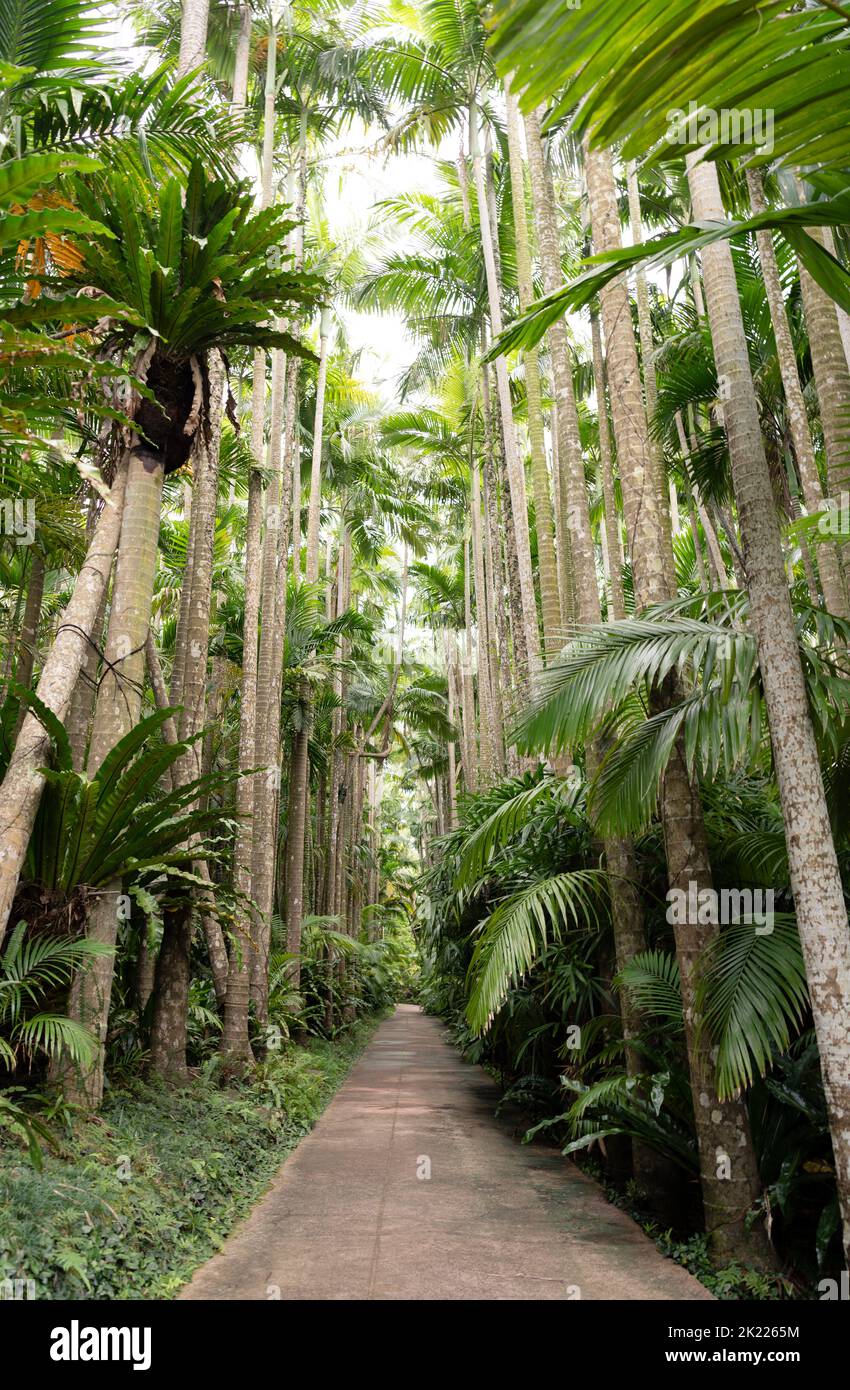 Palm trees at Southeast Botanical Gardens, Okinawa City, Okinawa, Japan ...