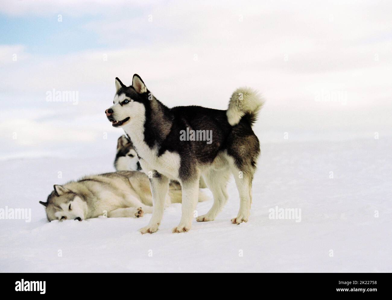 Eight Below Dog Maya