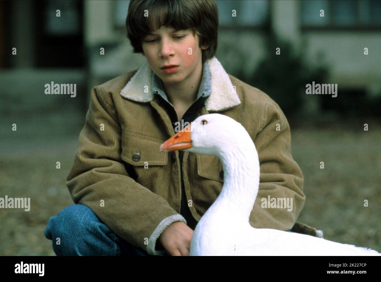 Film goose hi-res stock photography and images - Alamy