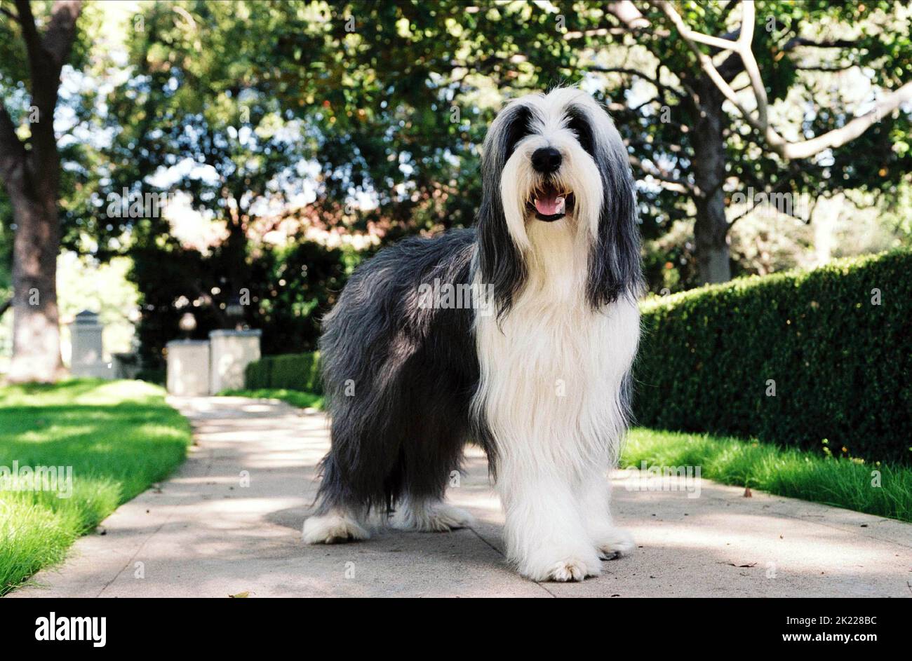 Dulux sheepdog hi-res stock photography and images - Alamy